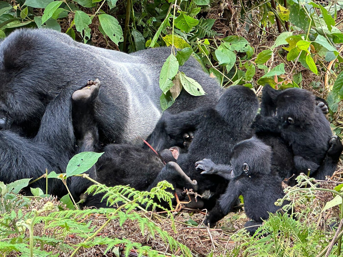 Gorilla Behaviour and Social Structure